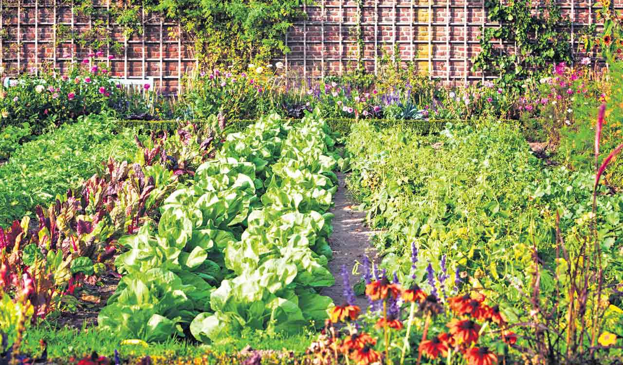 Common gardening mistakes to avoid-Telangana Today Common gardening mistakes to avoid-Telangana Today