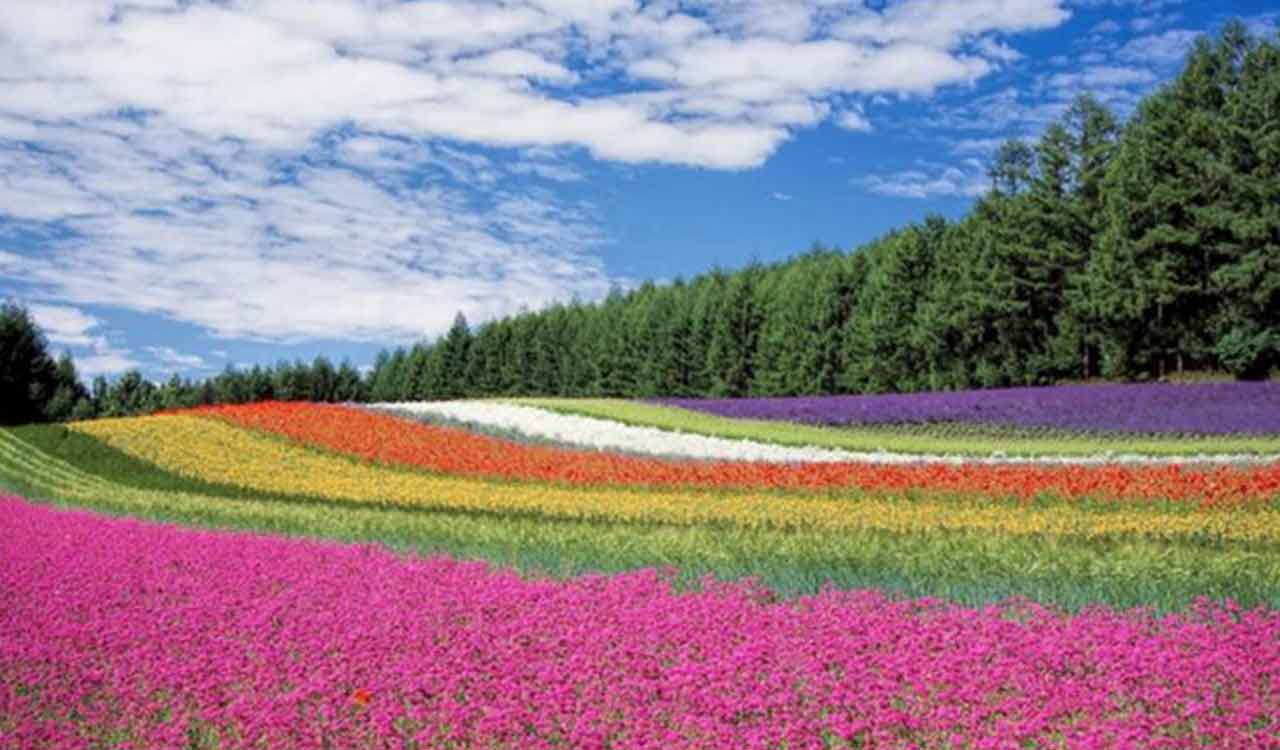 Scientists uncover evolutionary history of Arctic flora - Telangana Today Scientists uncover evolutionary history of Arctic flora - Telangana Today