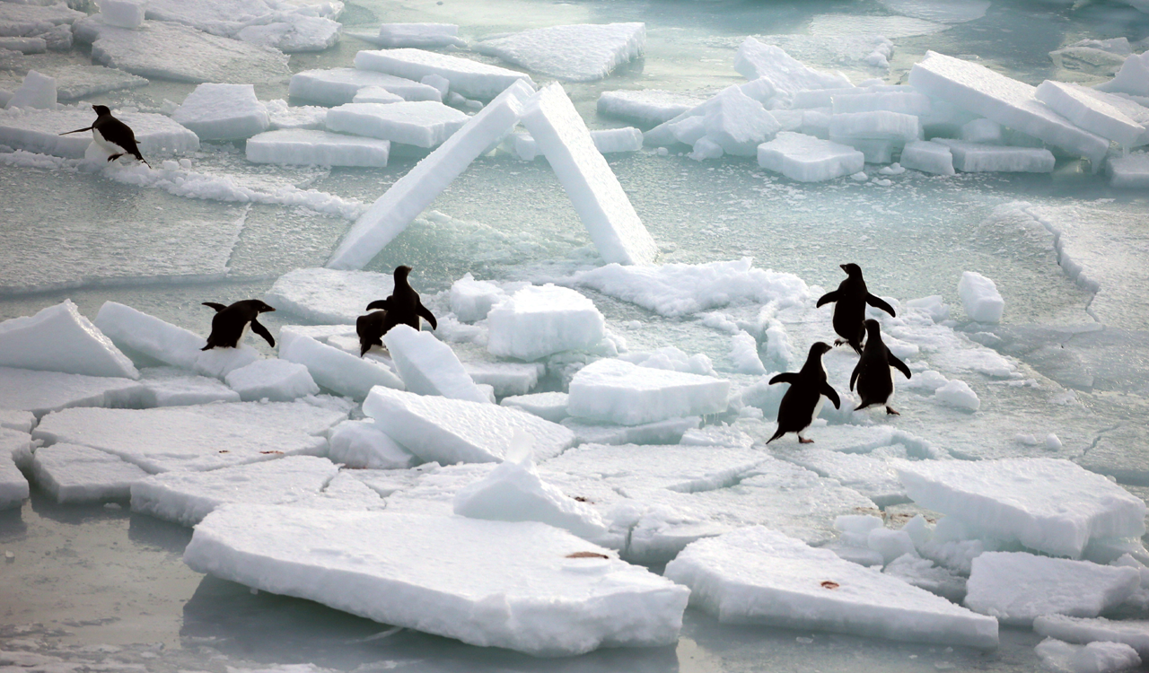 Antarctic ice shelves thinner than previously thought: Study-Telangana ... Antarctic ice shelves thinner than previously thought: Study-Telangana ...