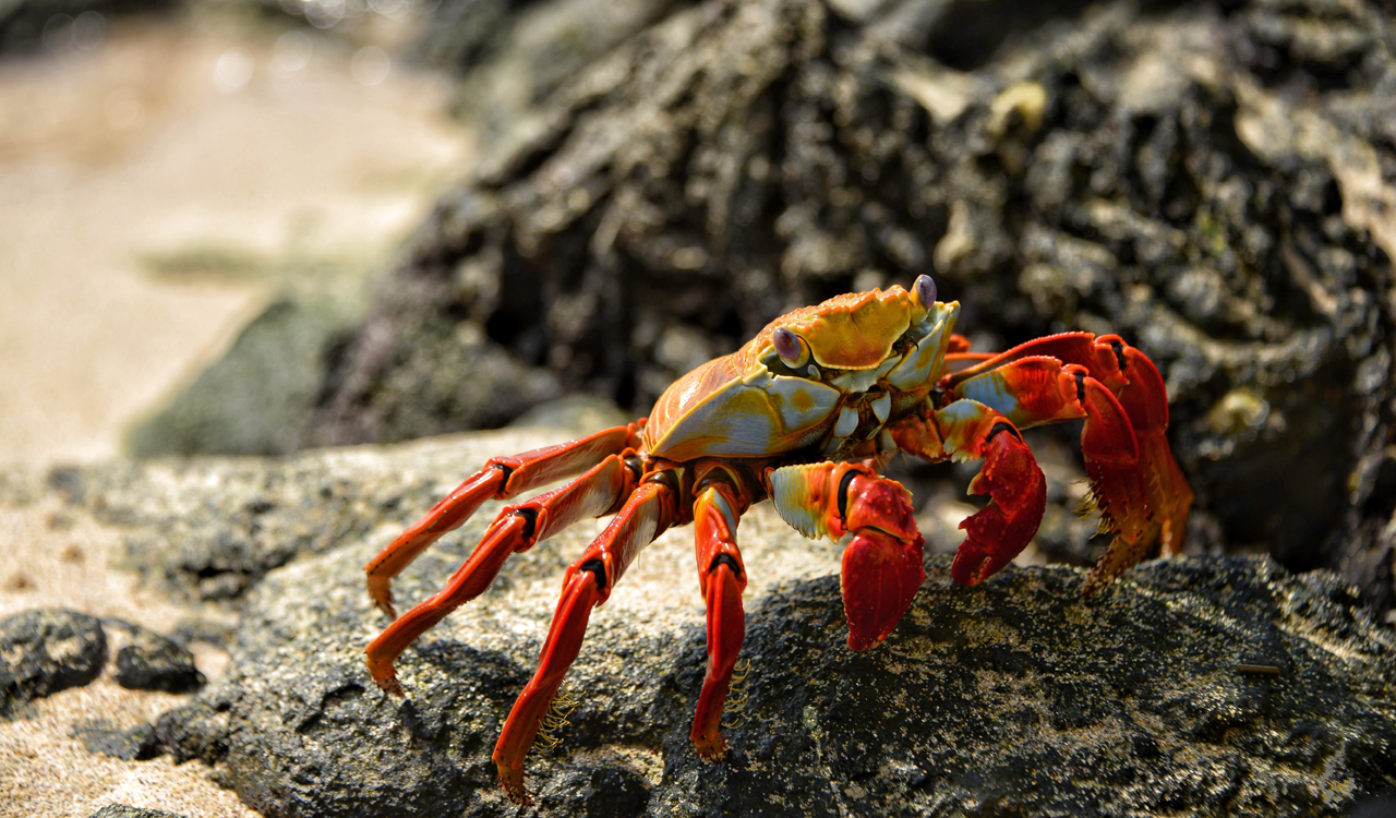 Billions of snow crabs disappear from ocean around Alaska: Report - Telangana Today