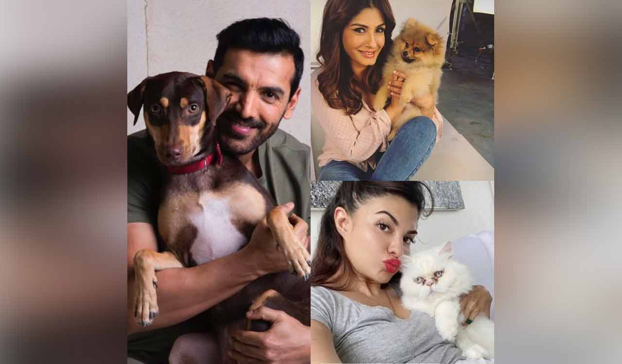 Celeb pet parents share “Pawfect” summer tips-Telangana Today Celeb pet parents share “Pawfect” summer tips-Telangana Today