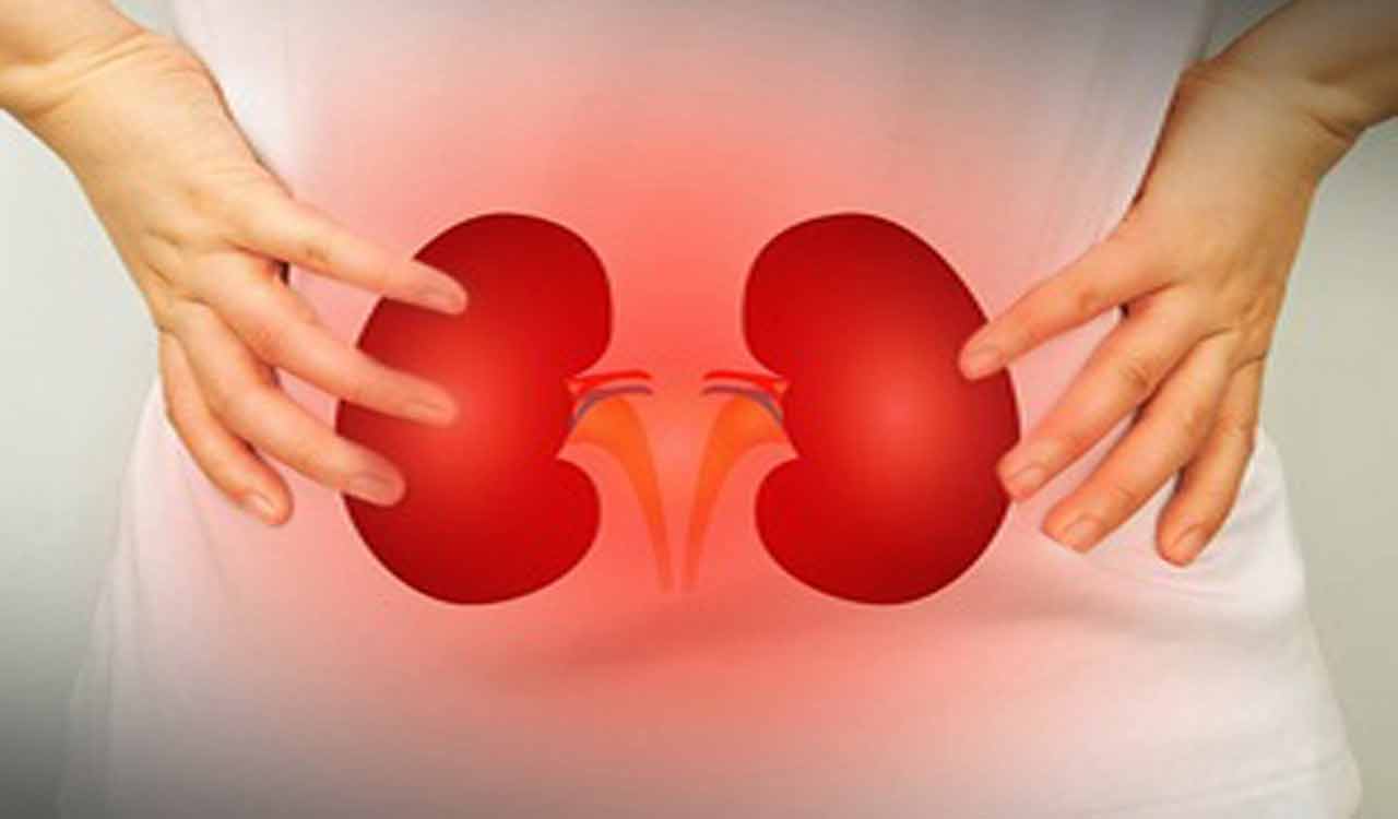 Study explains how PFAS exposure worsens kidney function-Telangana Today Study explains how PFAS exposure worsens kidney function-Telangana Today