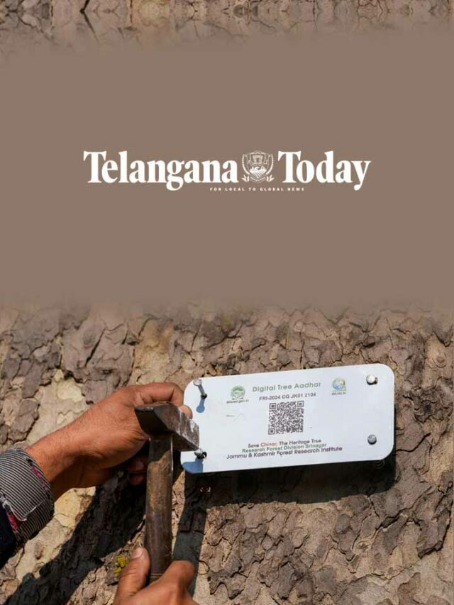 Kashmir’s iconic Chinar trees get geo-tagged with unique Aadhar-like ...